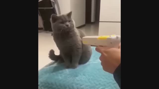 Смешные котики #8😂