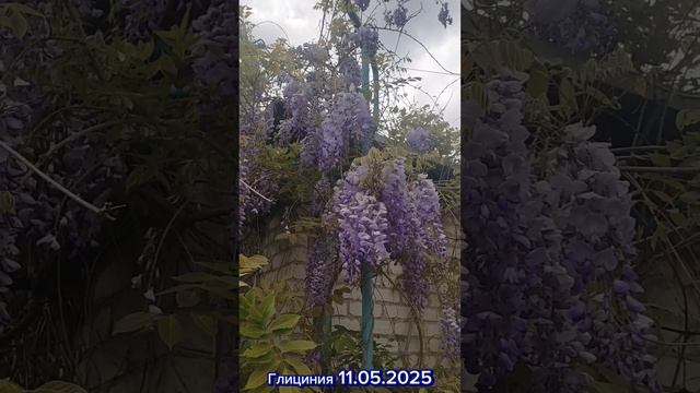 Глициния у соседки