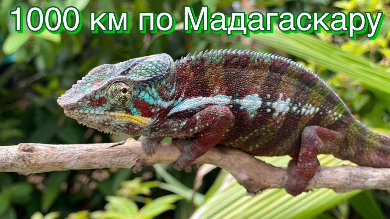 Тысяча километров по Мадагаскару. Природа, живтоные, люди под релакс музыку.