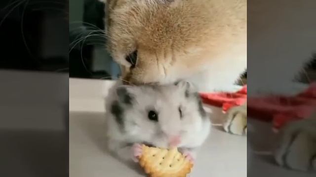 Хомяк и кот