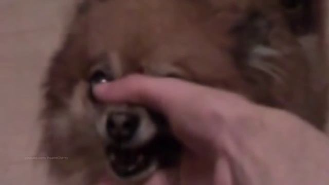 Прикольная пародия от животных на Linkin Park - Numb.