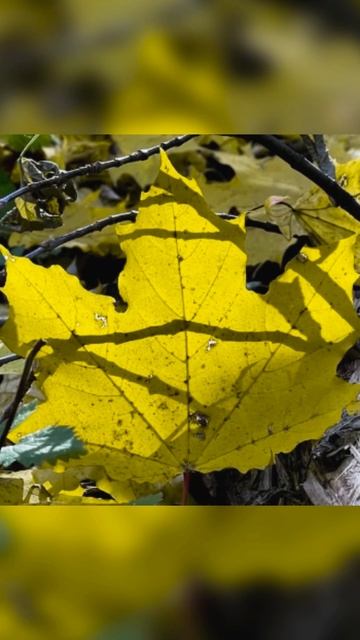 ФотоЭксперимент 3: жёлтый цвет