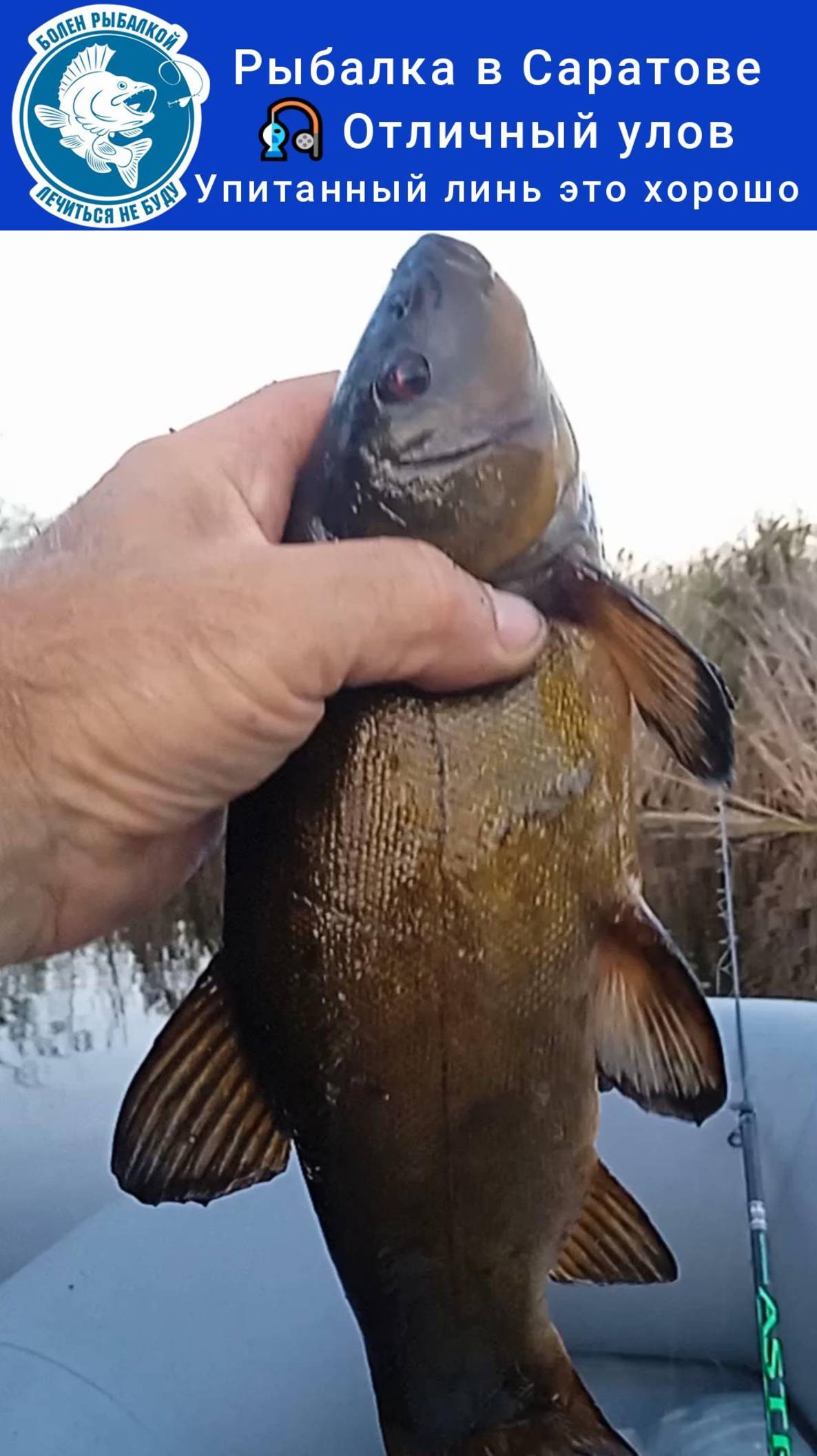 🎣 Рыбалка в Саратове. Отличный улов. Упитанный линь это всегда хорошо!