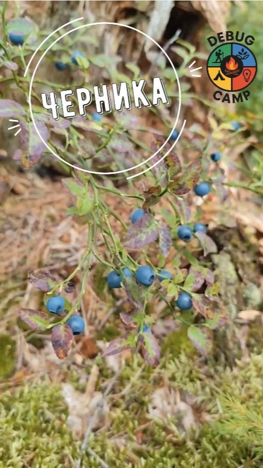 Черника - Debug Camp
