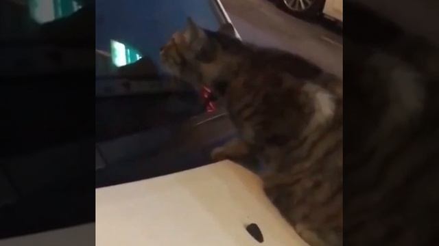 Кто это, что это? Вы ЭТО видели?