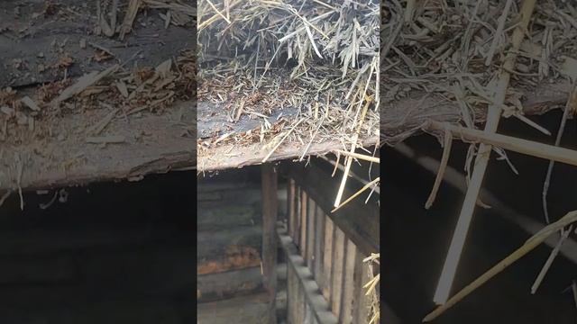 Продолжаем разбор старого сарая из бревен большого диаметра