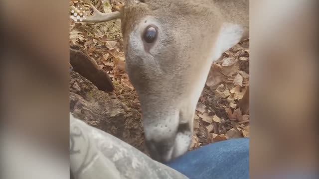 Дружелюбный олень приближается к охотникам | груминг от оленя