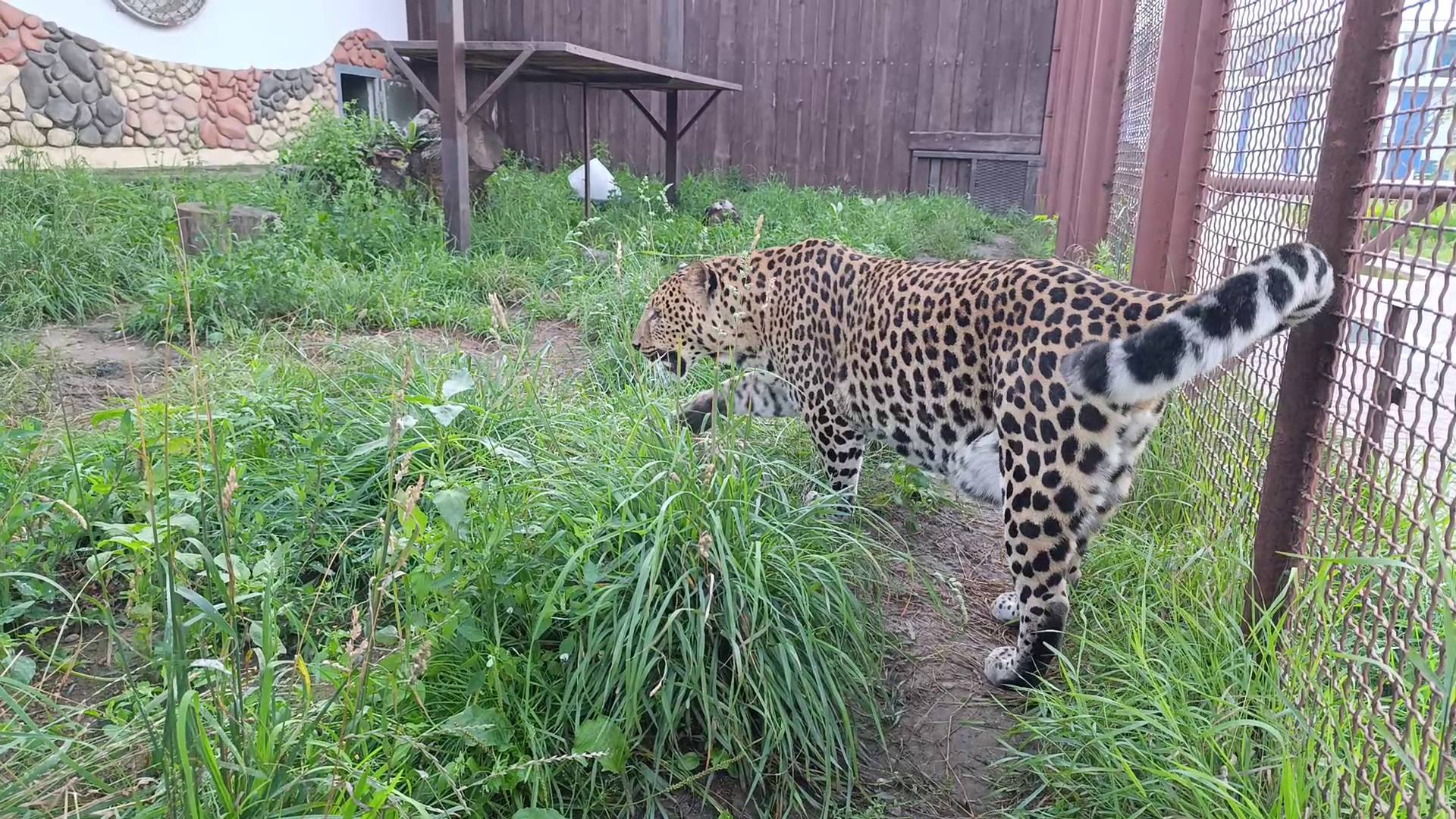 Леопарды любят нападать со спины!