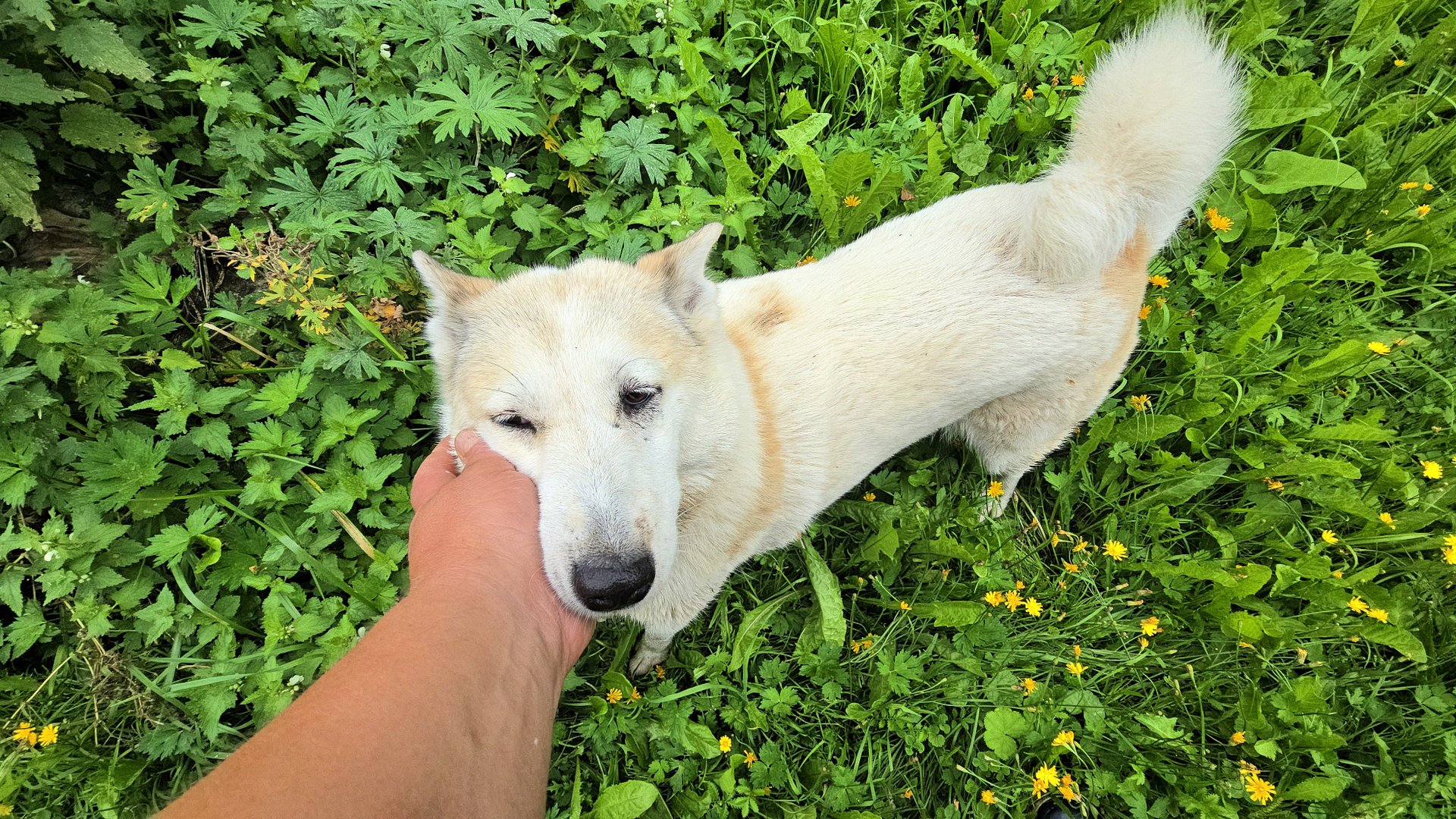 Белкунья вернулась