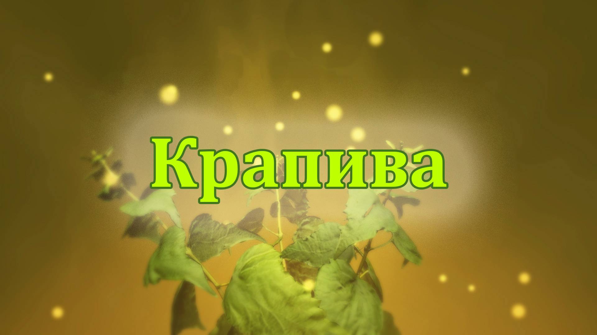 Лечебные свойства крапивы — секреты народной медицины