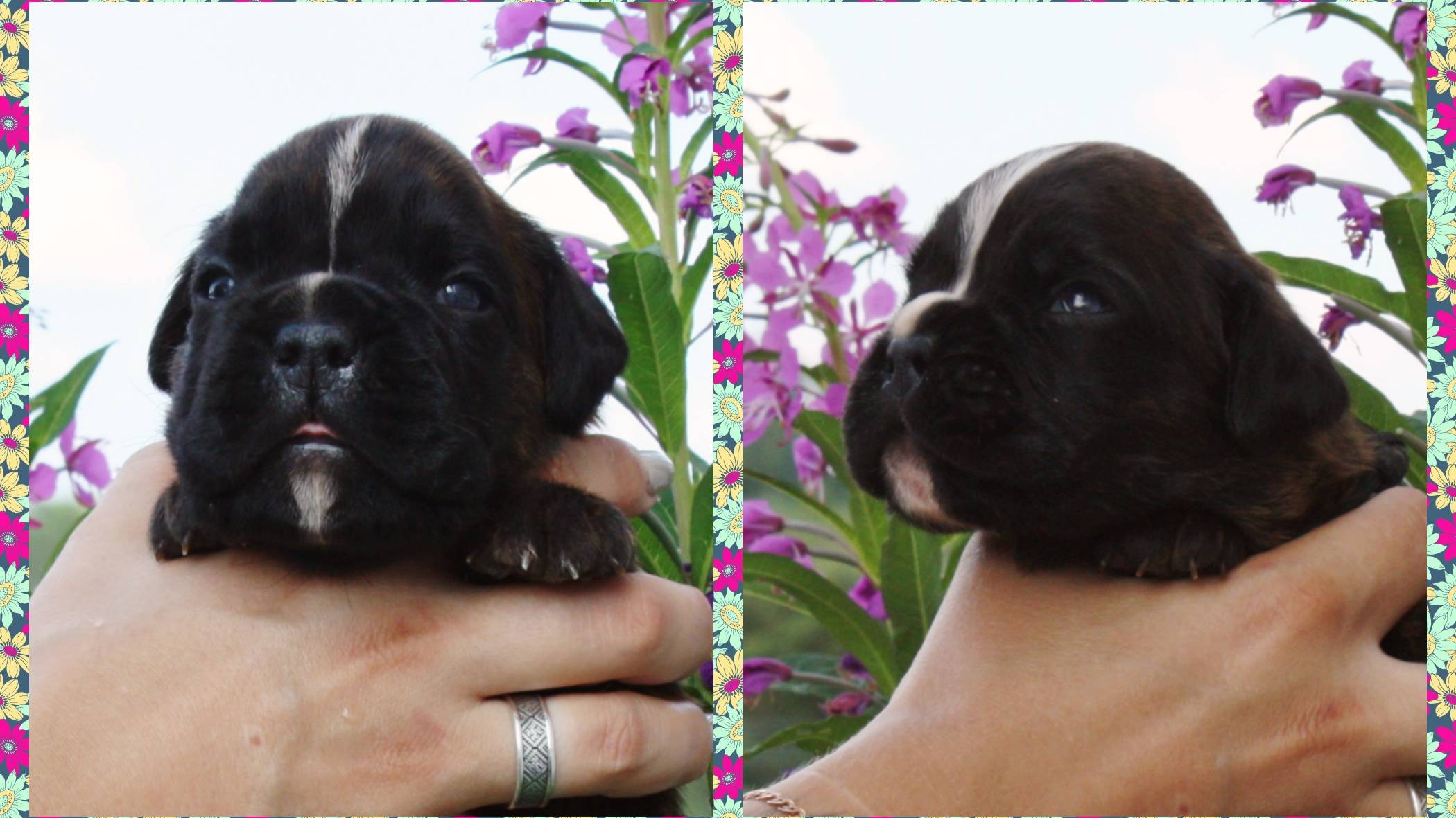 Щенки боксёра от рождения до двух месяцев.