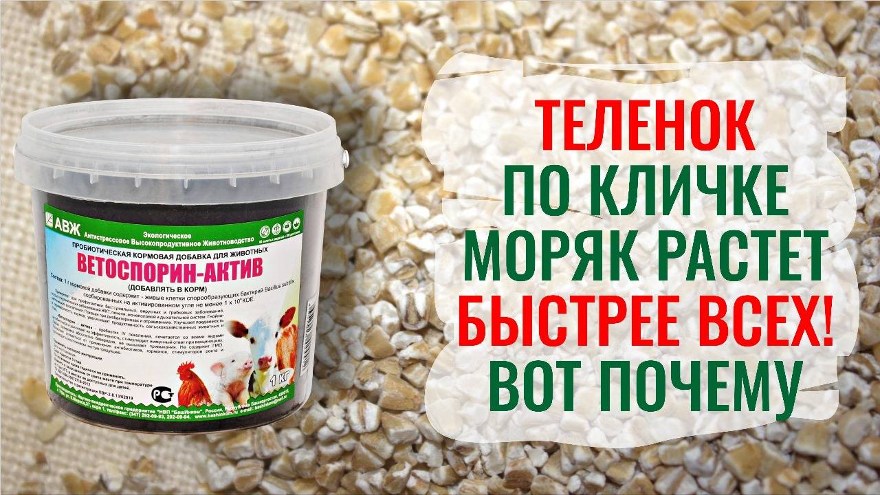 В корм добавили всего две ложки… Результат удивил!