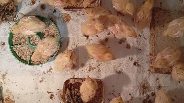 Подготовка к новому вылупу перепелят. Размышления о дороговизне кормов.