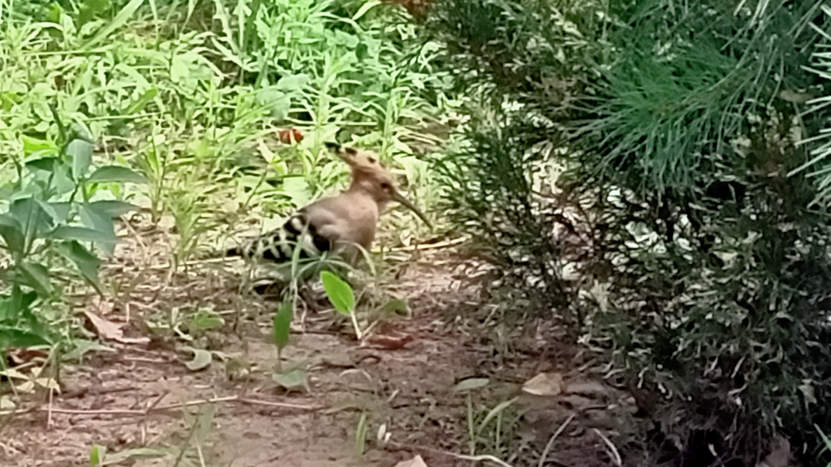 Дача 12 Августа 2025г.