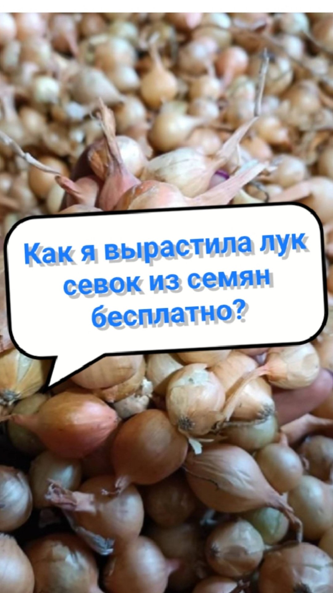 Бесплатный лук севок у меня вырос на грядке!