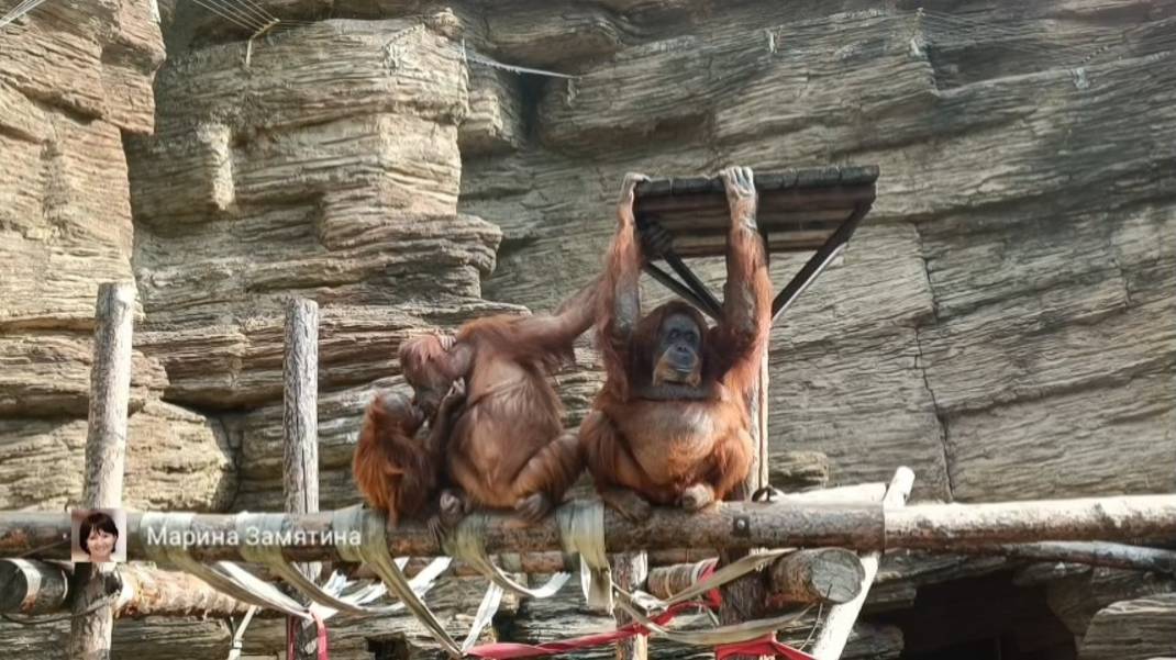 Суматранские орангутаны.