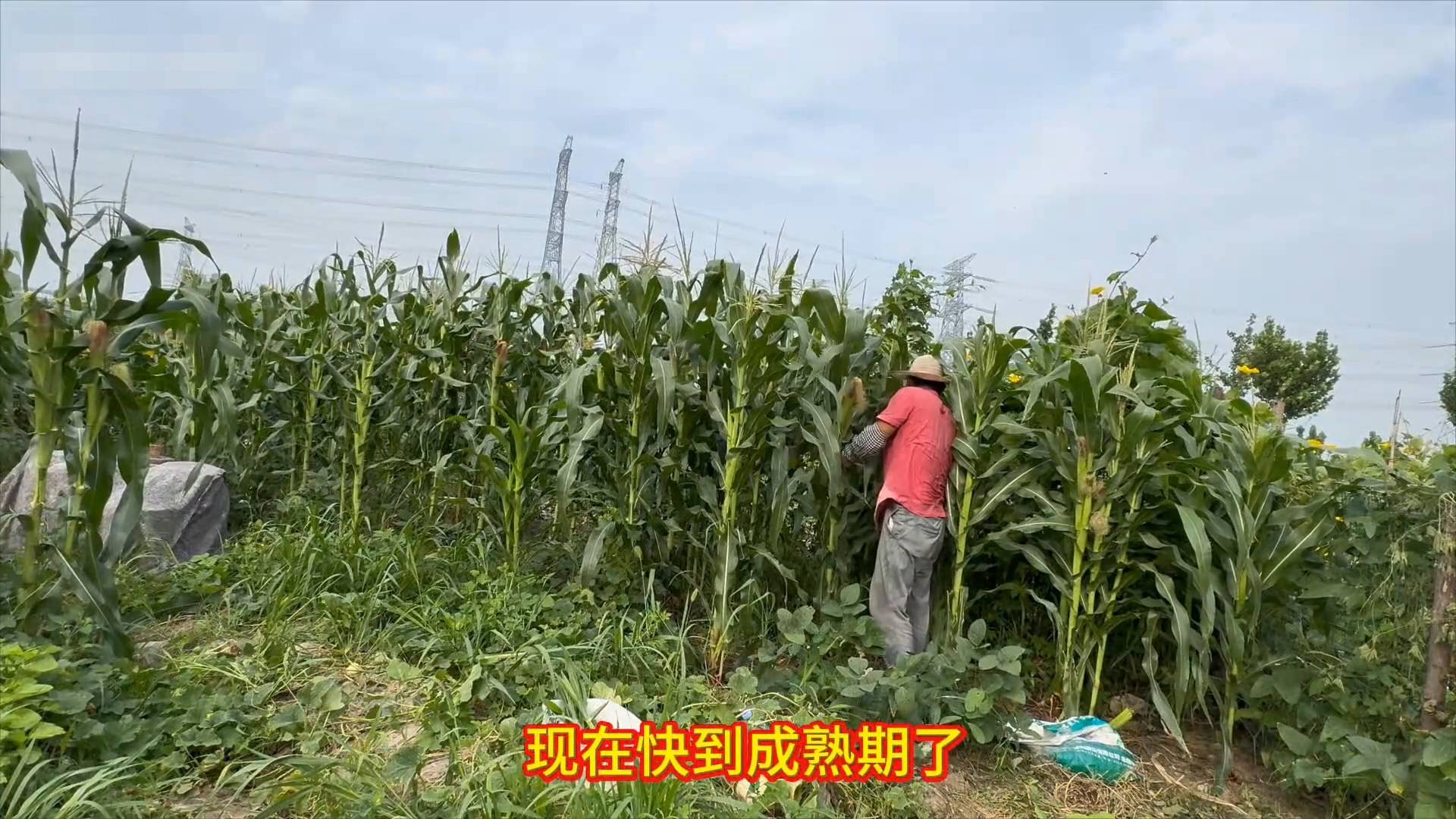 Собираю кукурузные побеги, чтобы торговать ими на улице