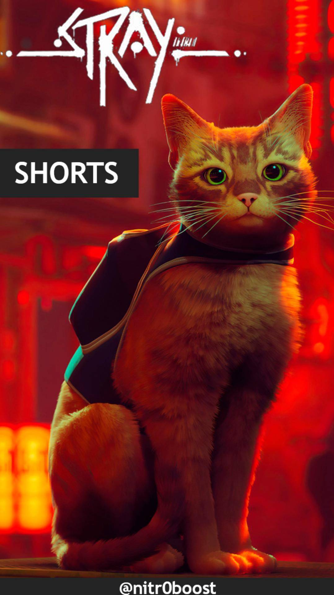 Котик слушает рэп и танцует на дискотеке Shorts # 7 - Stray