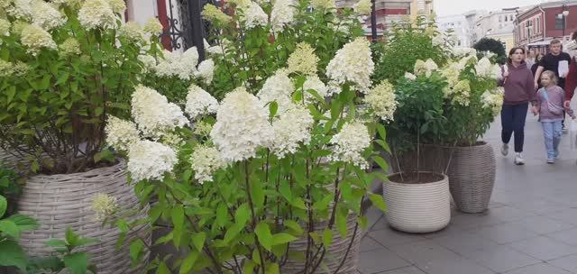 А вы видели, сколько гортензий в Климентовском? Это что-то невероятное.
