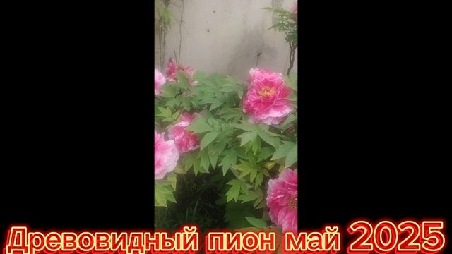 2025 Древовидный пион