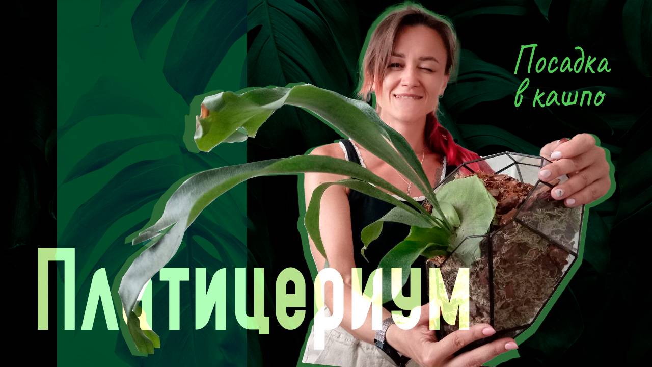 Посадка ПЛАТИЦЕРИУМА. Процесс сборки кашпо. Грунт/ #plants #platycerium #кашпосвоимируками