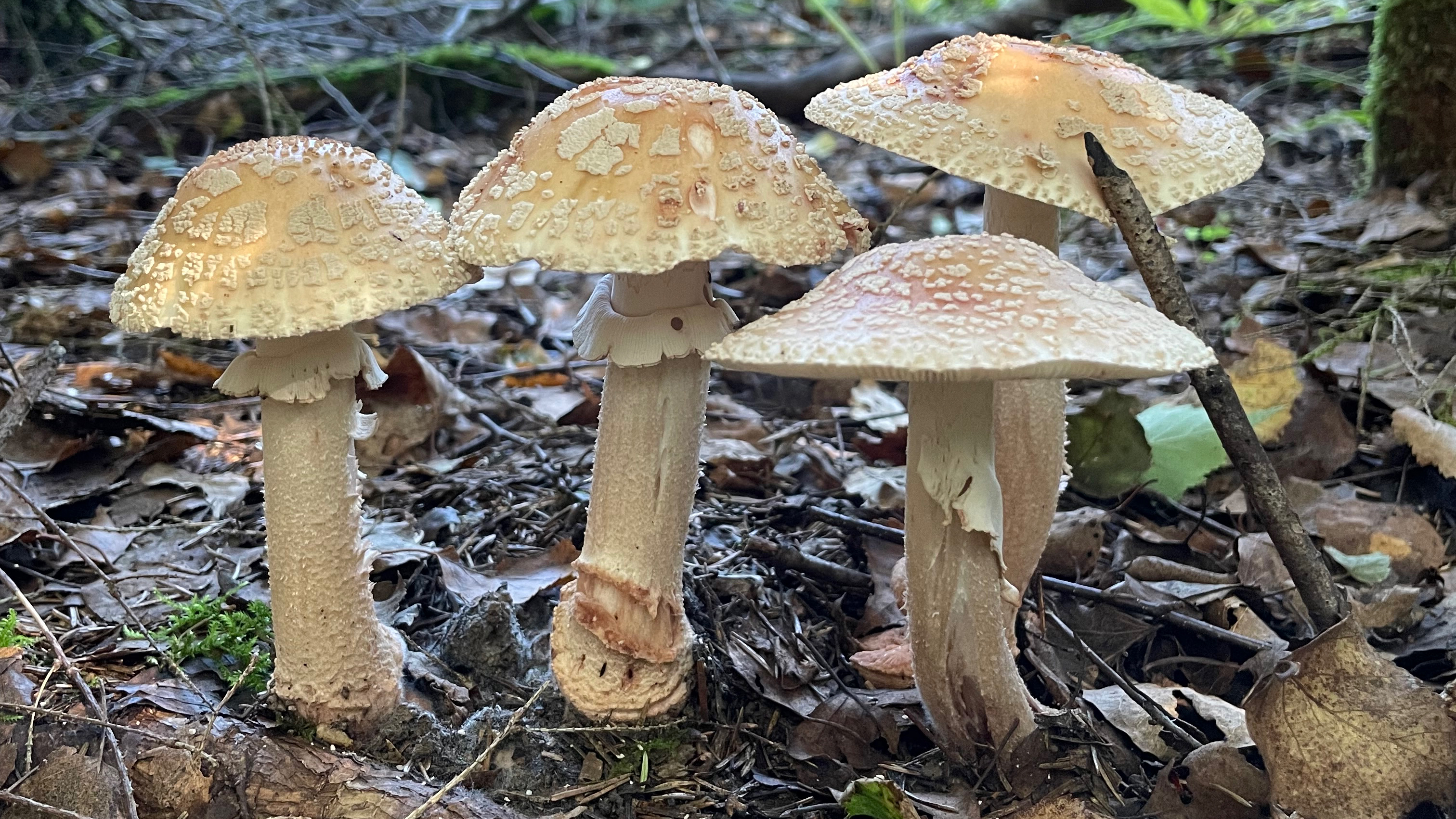 Влияние грибов на психику человека (часть 1)