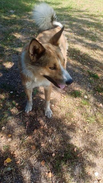 Не показывает хвостик😄