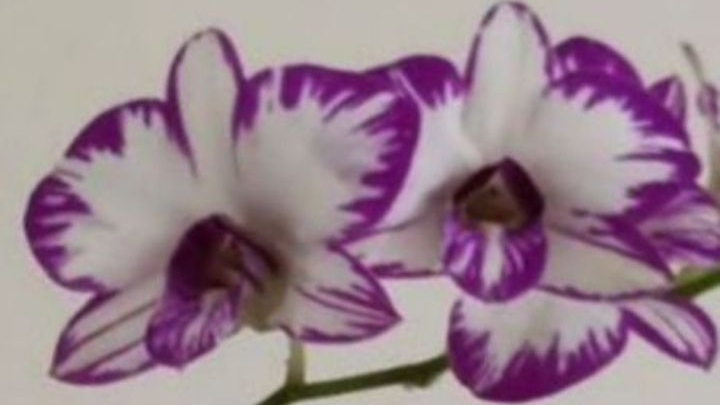 П-8.Ч-8. Дендробиум через 4 месяца после получения и пересадки. Появление и рост цветоноса