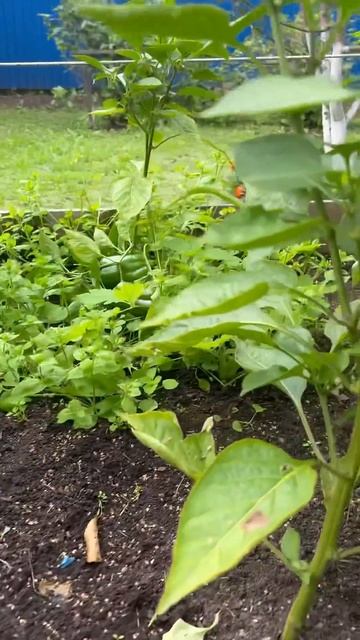 Наши красивые крутые перцы ️ #дача #дачныедела #огород #перцы #дачнаяжизнь