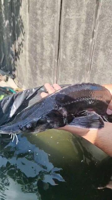 щепа Дымовой