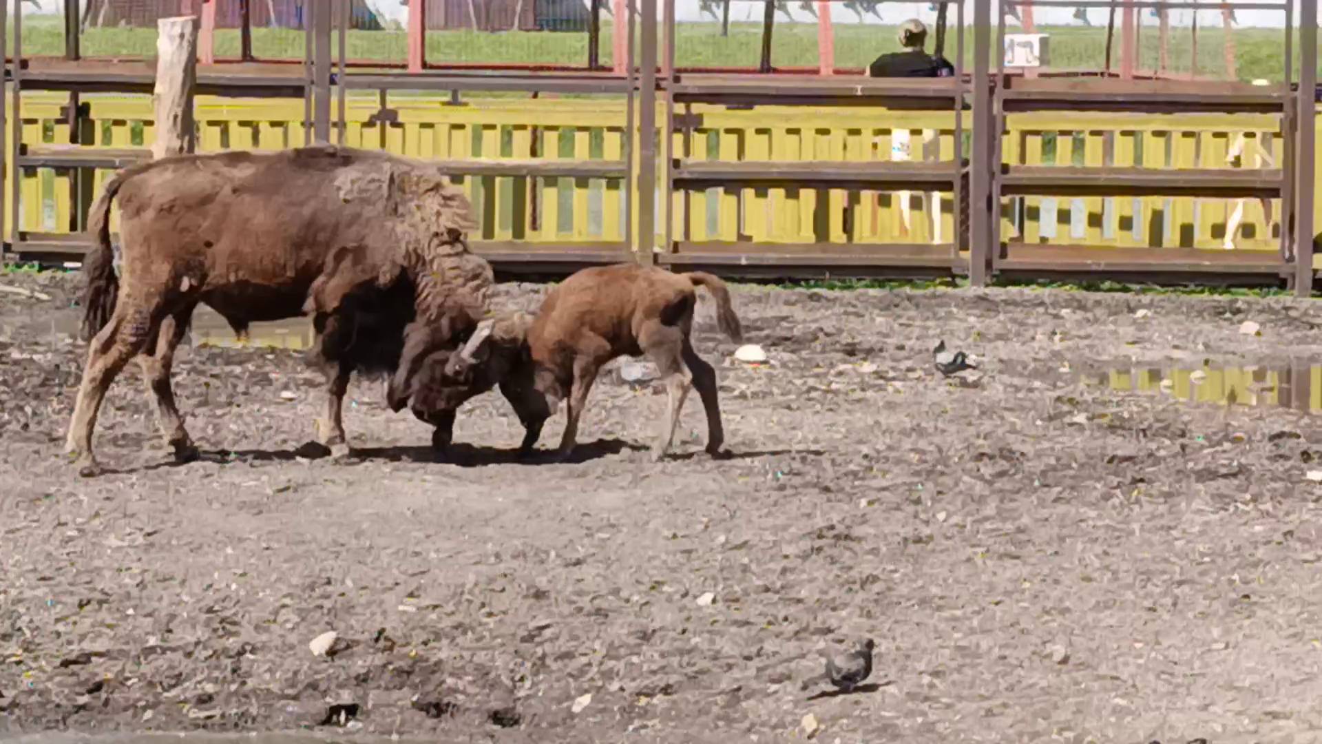 Молодой зубр-подросток учит бодаться своего недавно родившегося брата