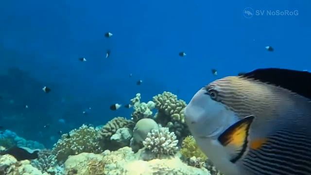 Как Рыбы-хирурги (Surgeonfishes) из сем. Акантуровые — Acanthuridae используют свои «скальпели»?