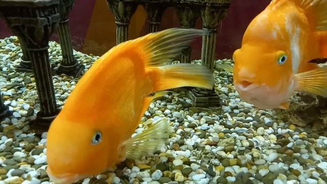 РЫБА с голубыми глазами