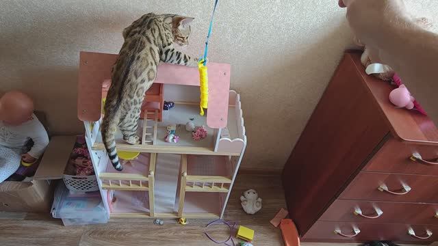 БЕНГАЛ ЛАЙФ: РАЗРУШИТЕЛЬ, РАСКИДАТЕЛЬ, РАЗЛОМАТЕЛЬ😺🎬