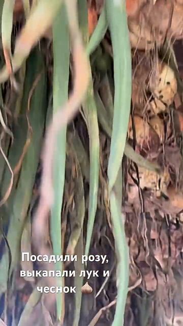 Отчет за день: посадили розу, выкопали гигантский лук и чеснок  #дача #дачныедела #дачнаяжизнь