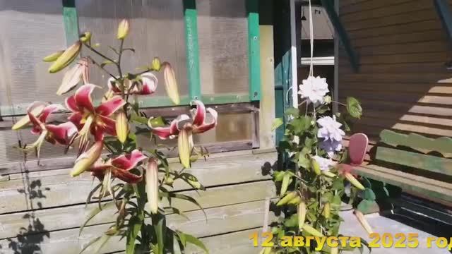 7 соток. Собираю малину и занимаюсь огородом. Хроника 12 августа 2025 год