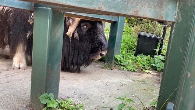 Нижний Новгород. Зоопарк ЛИМПОПО. Часть 2