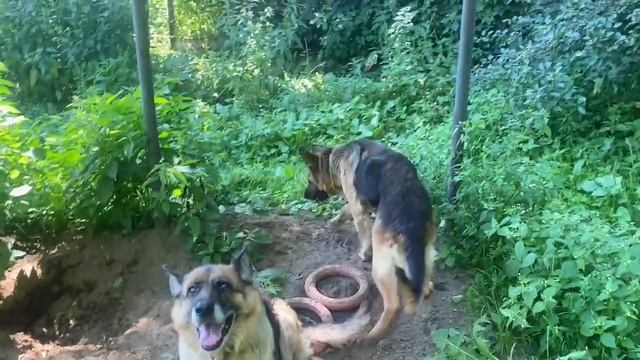 Амра и Адель, 27 июля 2025