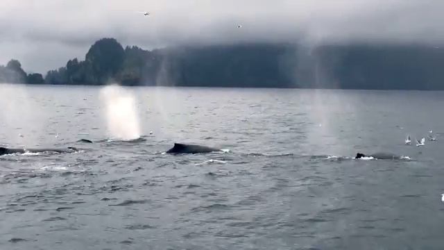 Art We There Yet /Путешествия по Аляске  - Boat Tour to Kenai Fjords National Park