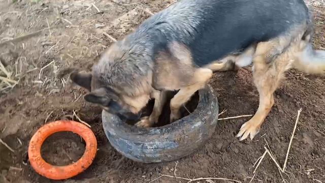 апрель, овчар Зорг