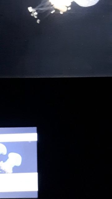 Мини- зоопарк - Медузы