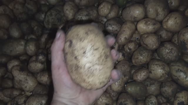 Копаем картофель "вымпел" 2025г.