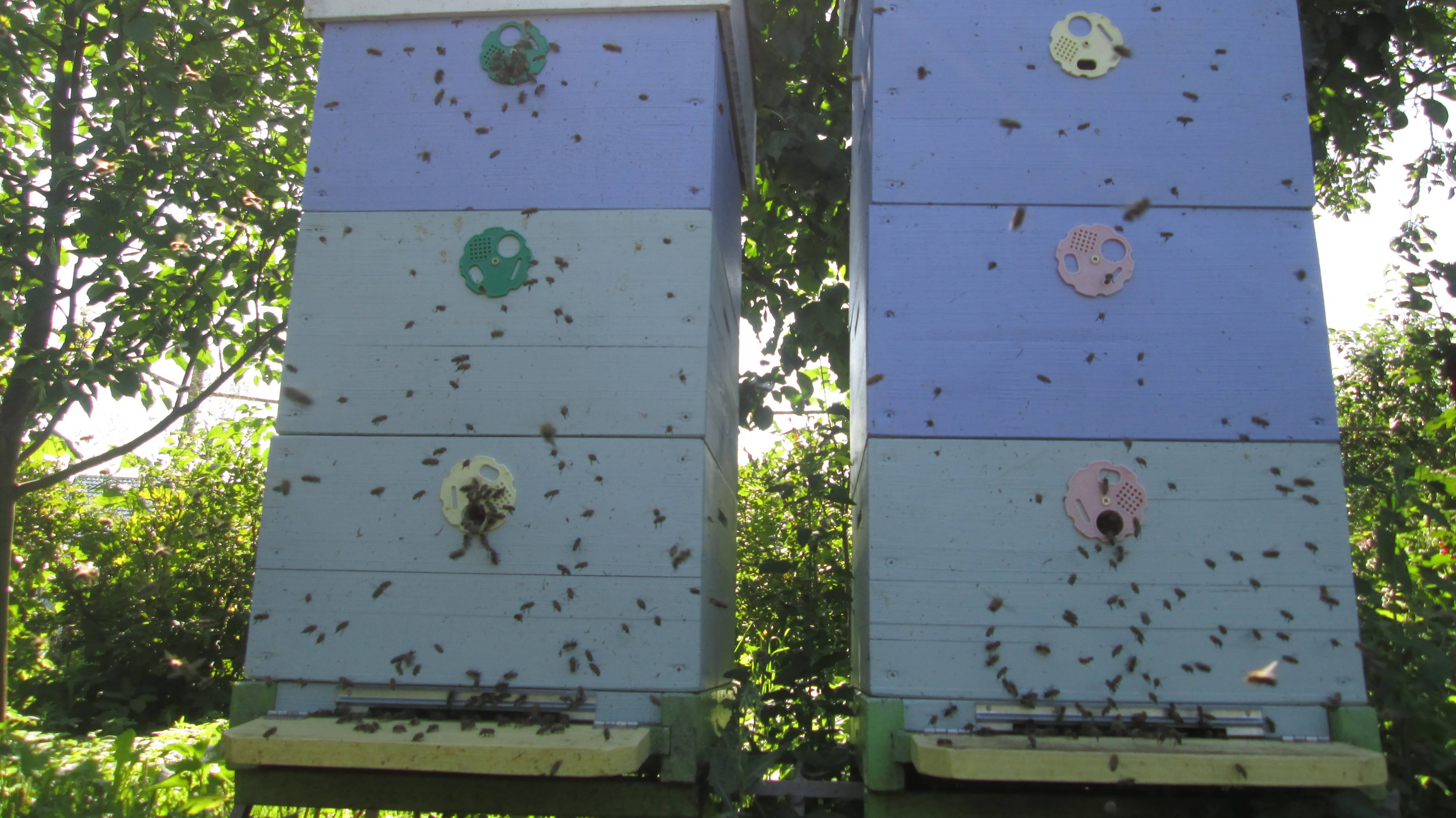 Облет трутней