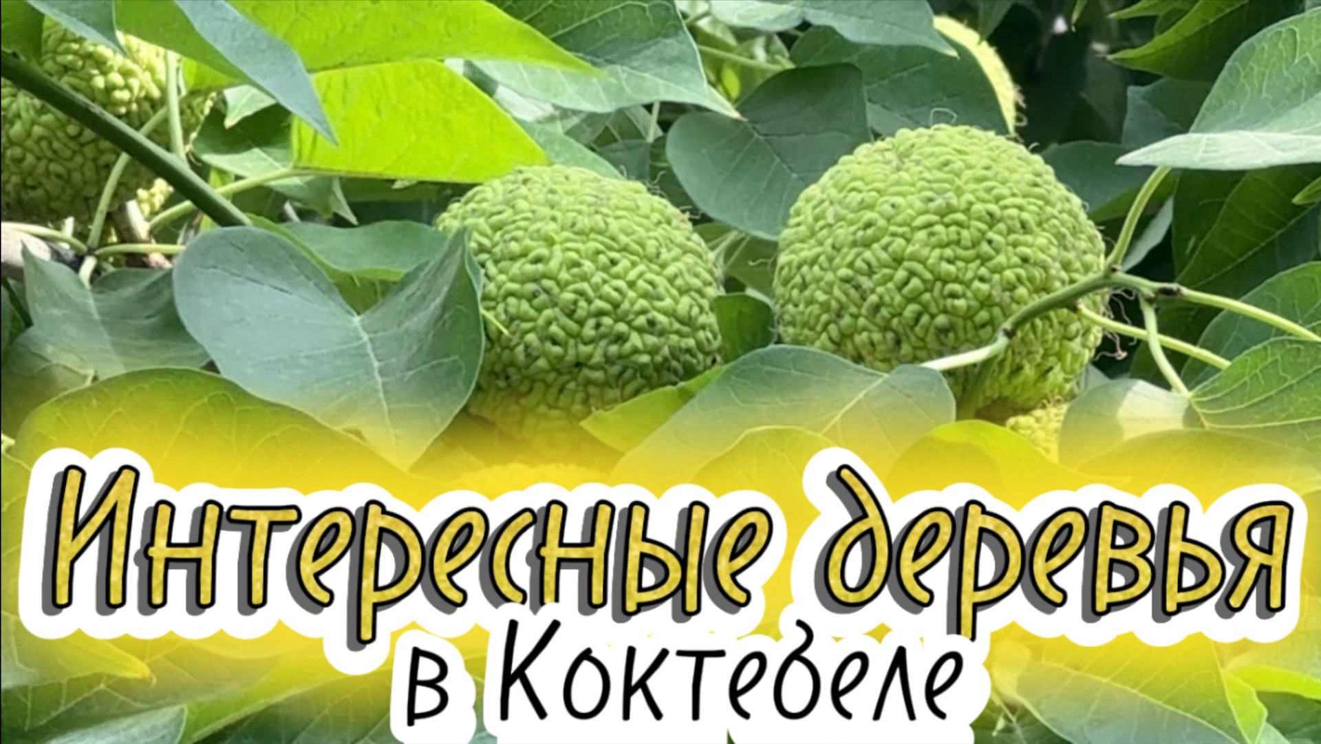 Необычные деревья Коктебеля: магнолия, инжир, алыча и другие южные деревья и растения в Крыму