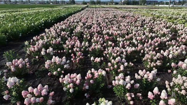 Для кого-то август - это воскресенье лета