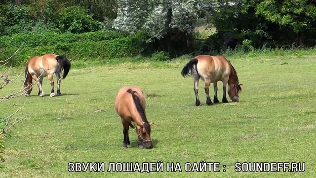 Звук «фырканье лошади» из коллекции soundeff ru