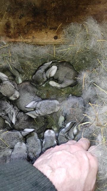 Взросление крольчат породы Советская шиншилла. День 11-й