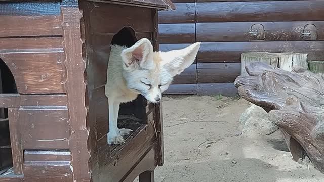 Зоопарк в Ижевске