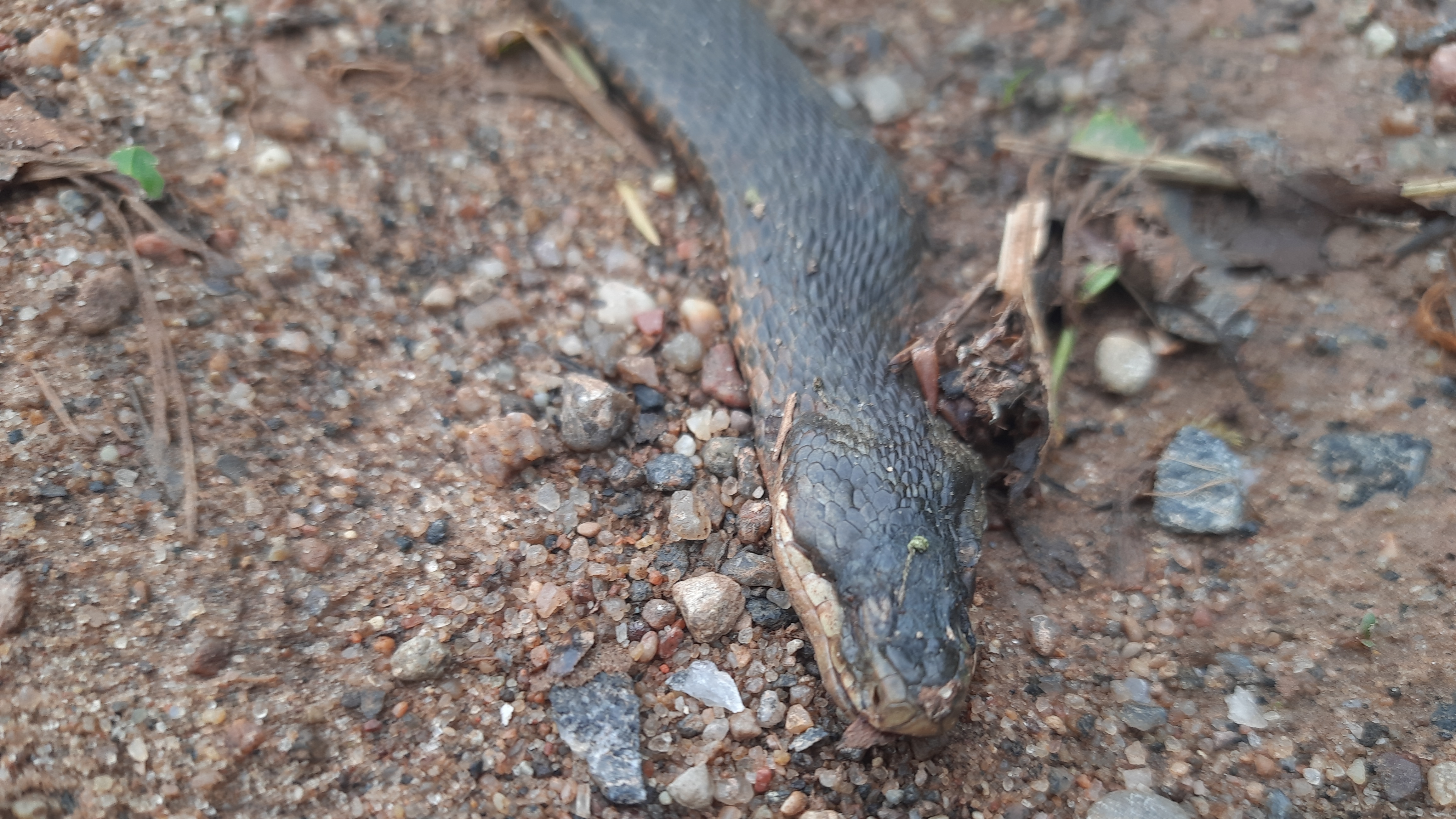 Жизнь змеи гадюки