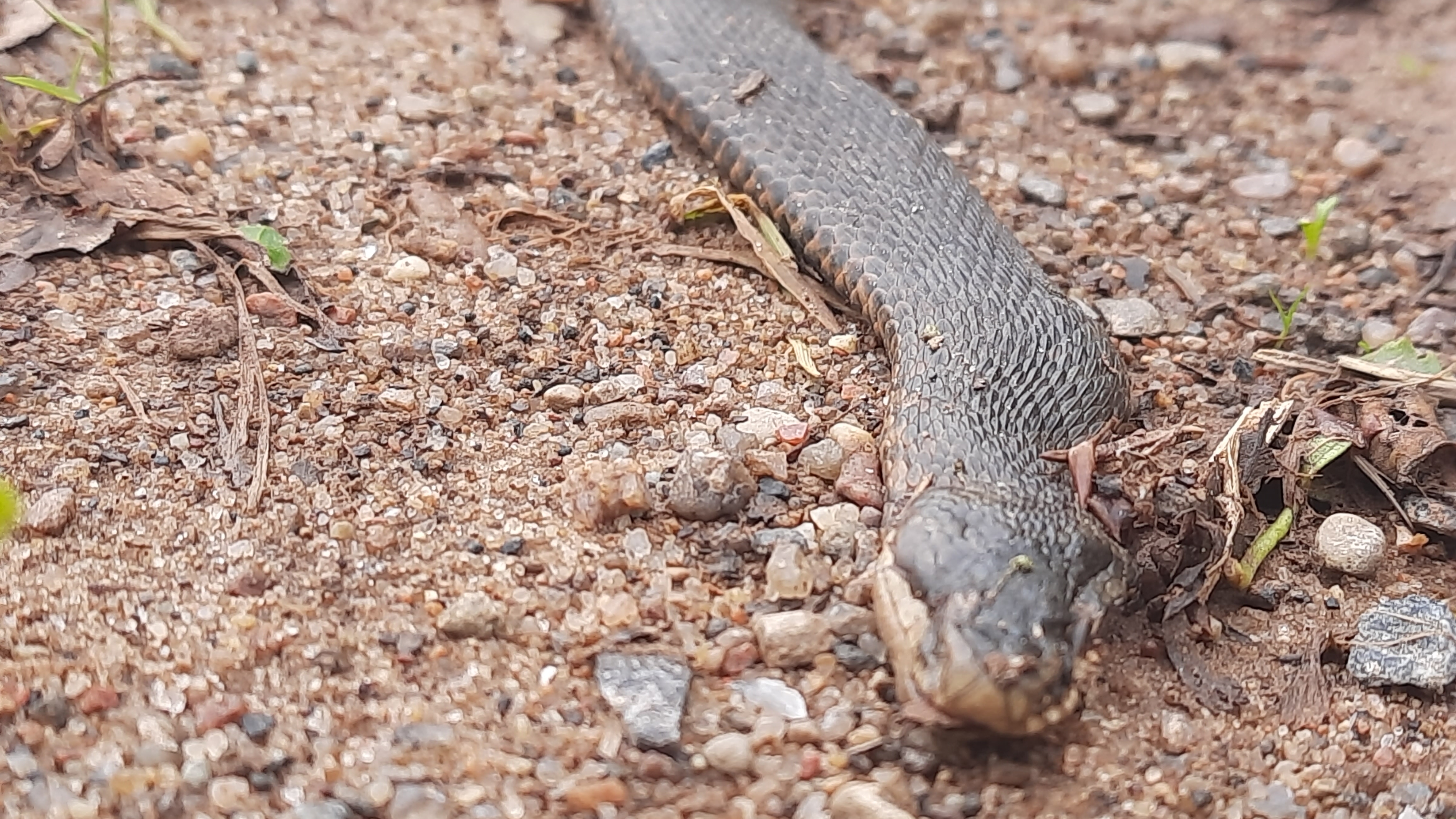 Жизнь змеи гадюки ответы